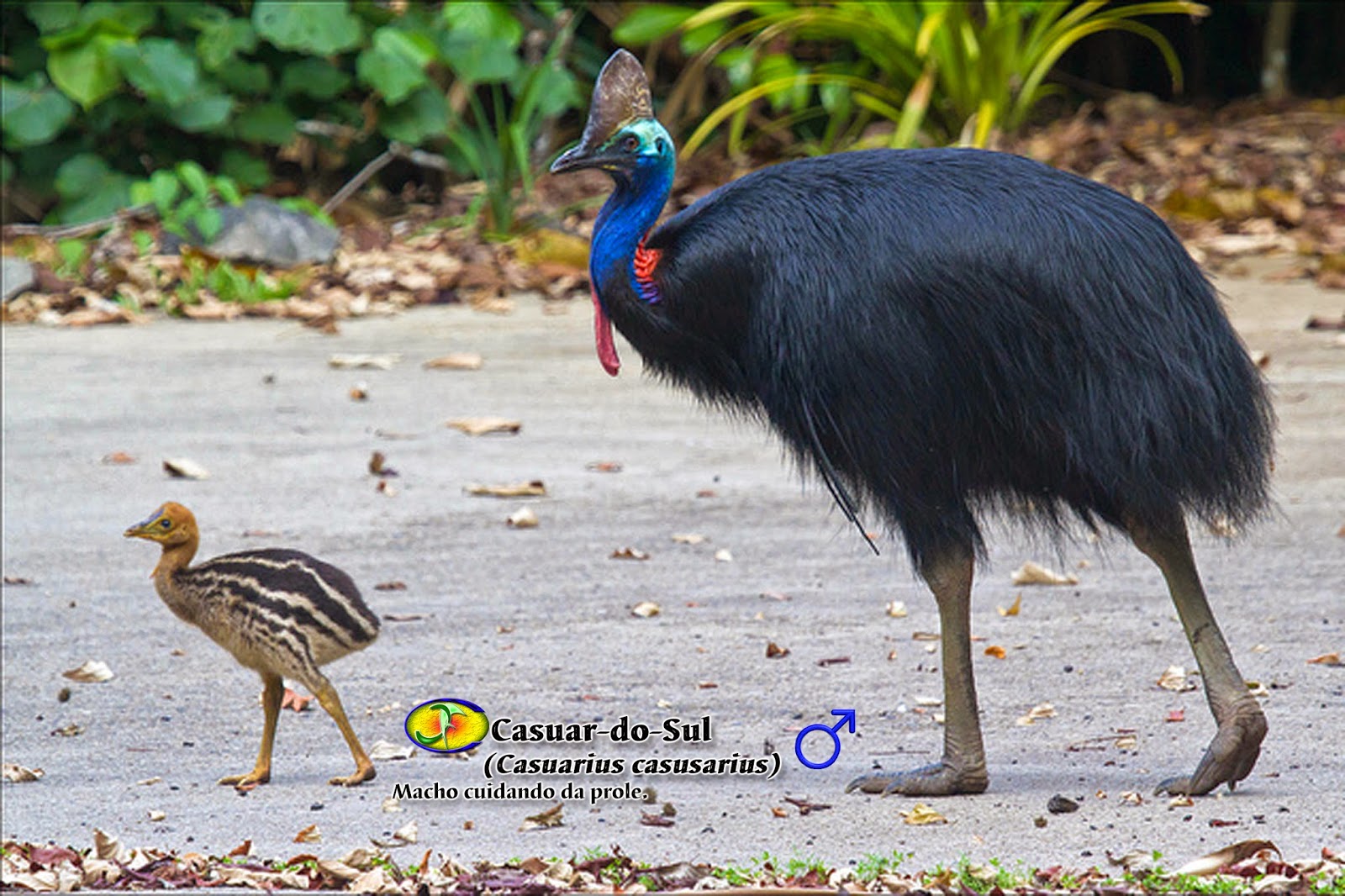 Zoologia: Casuar-do-Sul (Casuarius casuarius)